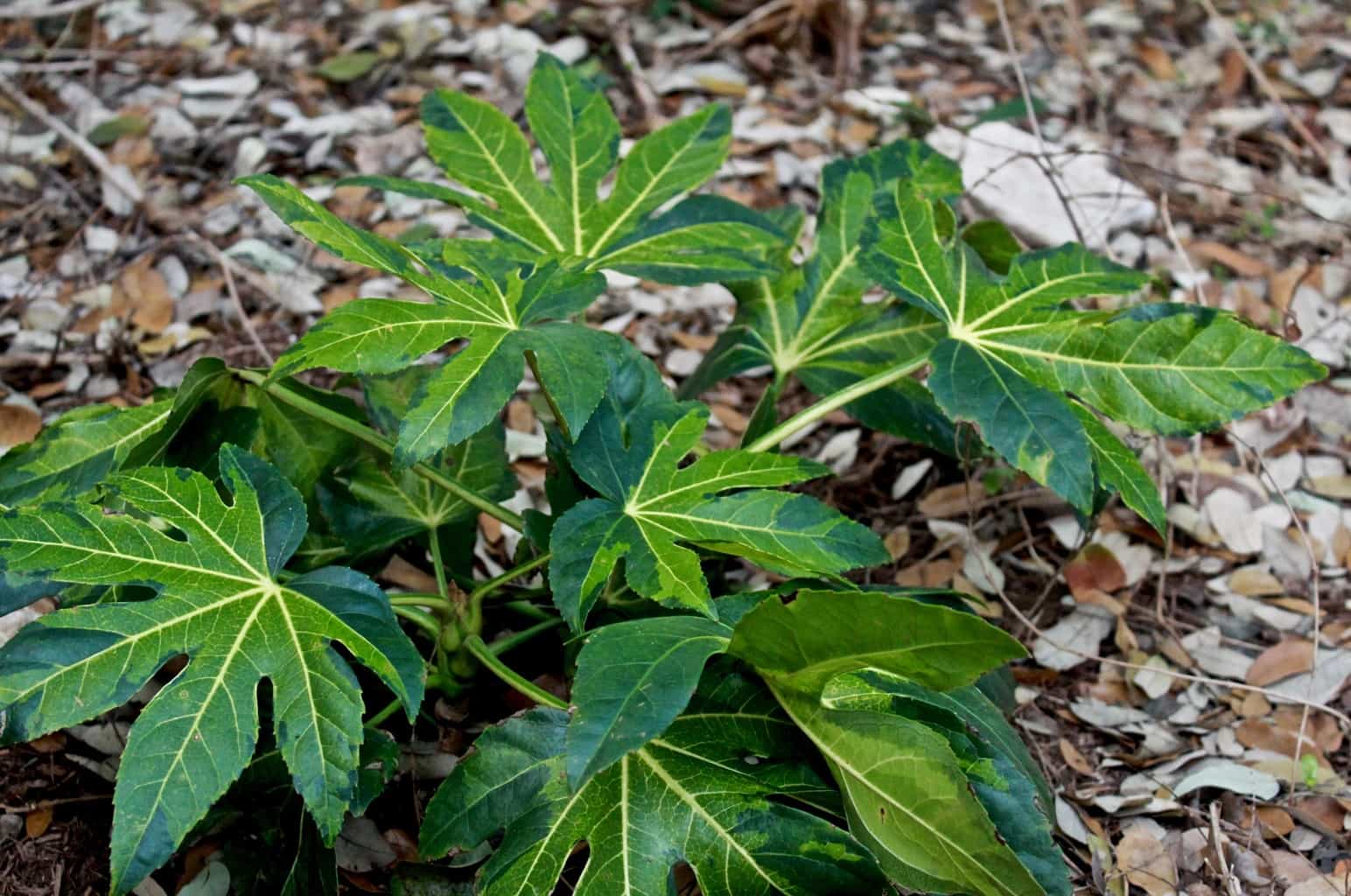Japanese aralia Archives | Diana's Designs Austin