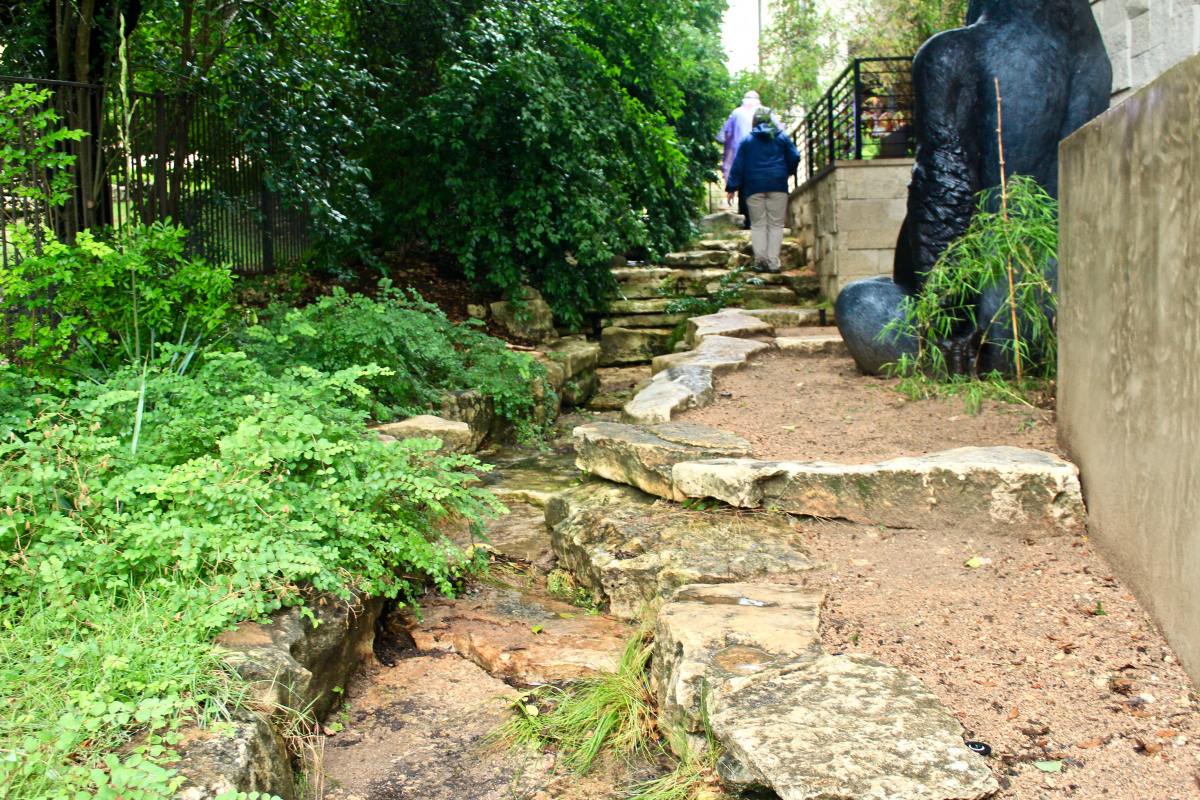 xeriscaping Archives | Diana's Designs Austin